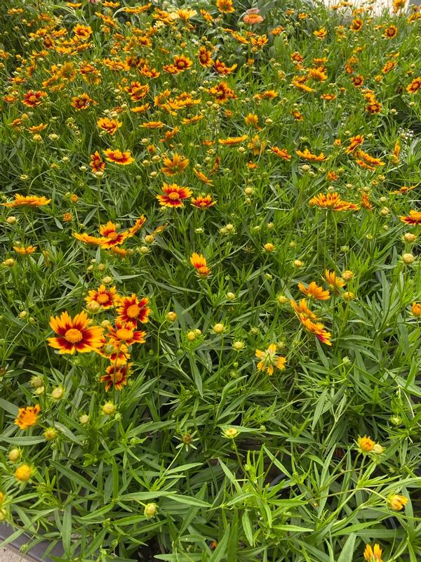 Monrovia Multicolor Coreopsis Plant in 1 -Gallon Pot in the Perennials ...