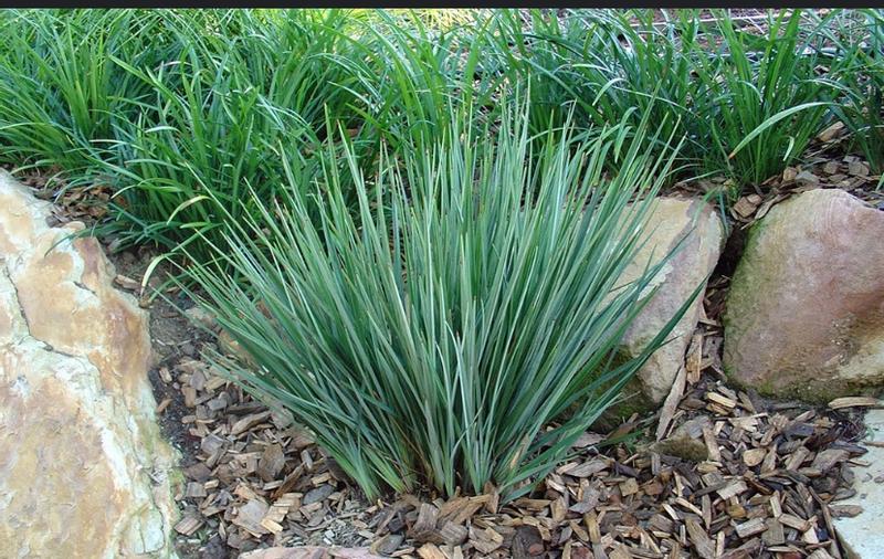 Monrovia Little Rev Flax Lily P18504 Plant in 1-Gallon Pot 098271S at ...