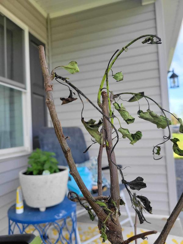 Online Orchards Red Bartlett Pear Tree - Self-Pollinating Fruit Plant ...