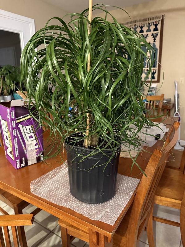 Nature's Way Farms Ponytail Palm House plant in 10 Inch(es) Pot 1 -Pack ...