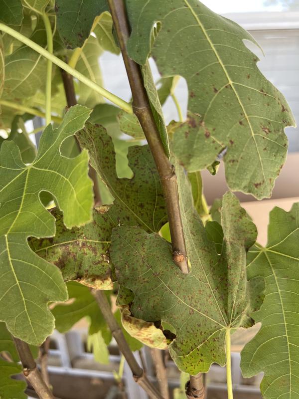 Southern Planters Ficus carica Fig Plant Pot - Full Sun, Attracts ...