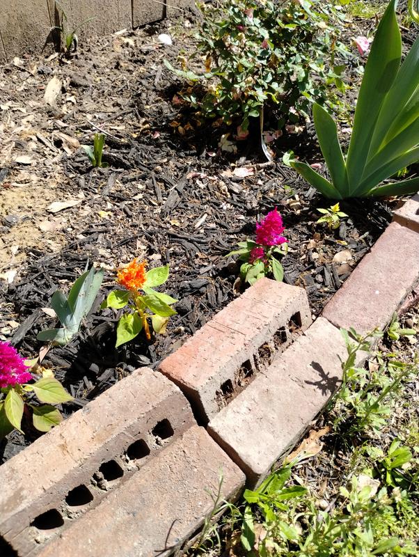 Lowe's 8 -Pack Multicolor Celosia 1 -Pack in the Annuals department at ...