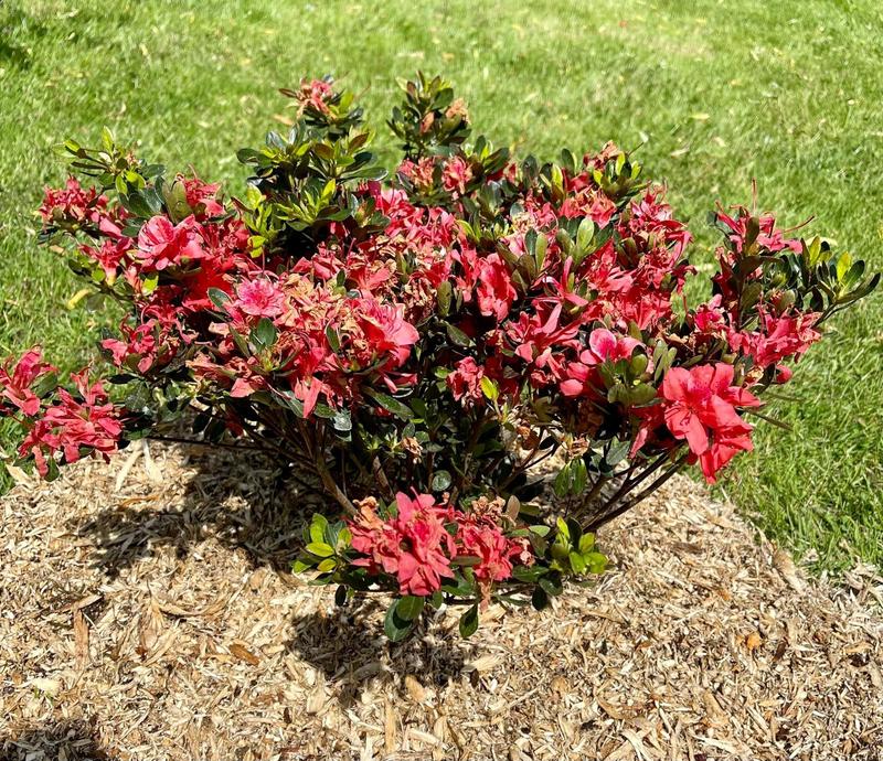 Spring Hill Nurseries Orange Flowering Fashion Azalea Foundation/Hedge ...