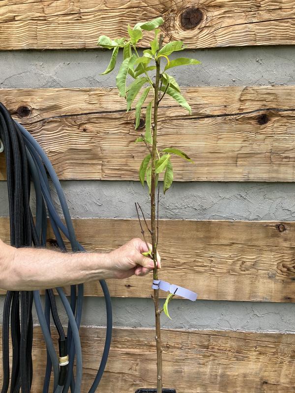 Online Orchards Cold Hardy Peach Tree (Prunus persica) - Self ...