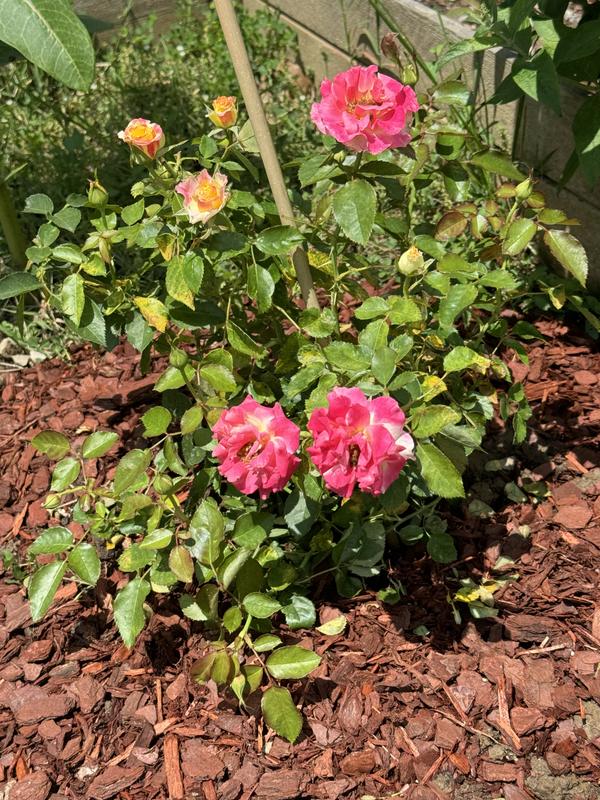 Altman Plants Multicolor True Bloom Sincerity Rose 8-Quart in Pot ...