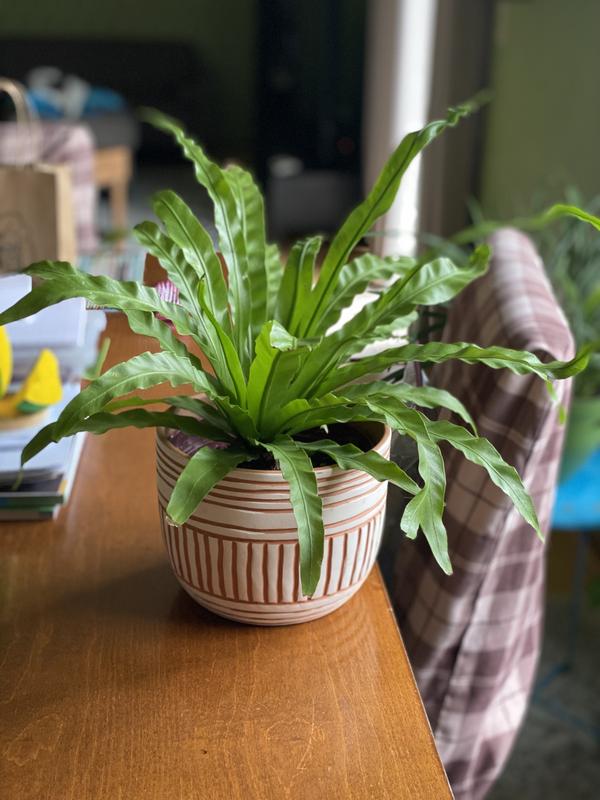 LiveTrends Kento House Plant in 36-oz Pot ASB07073 at Lowes.com