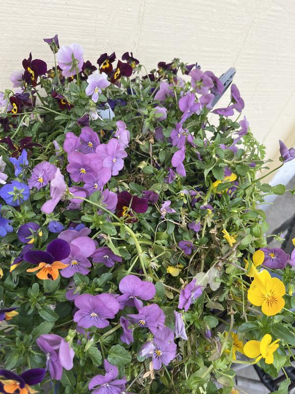 Lowe's Multicolor Viola in 1.5-Gallon Planter NURSERY at Lowes.com