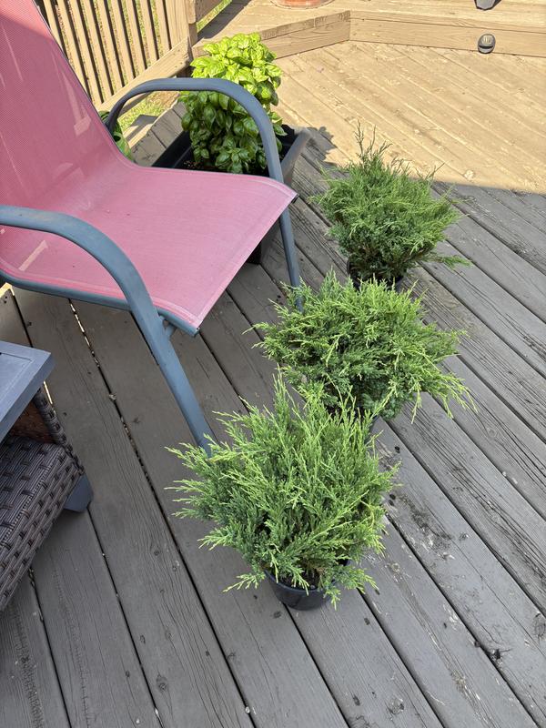 Youngstown Juniper Accent Shrub in 2.5 -Quart Pot 1 -Pack in the Shrubs ...