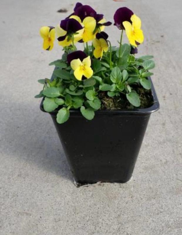Lowe's Multicolor Viola in 1 Pint Pot 1 -Pack in the Annuals department ...