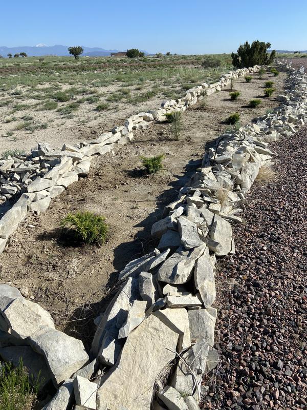 Lowe's Juniper Shrub in 2.5-Quart NURSERY at Lowes.com