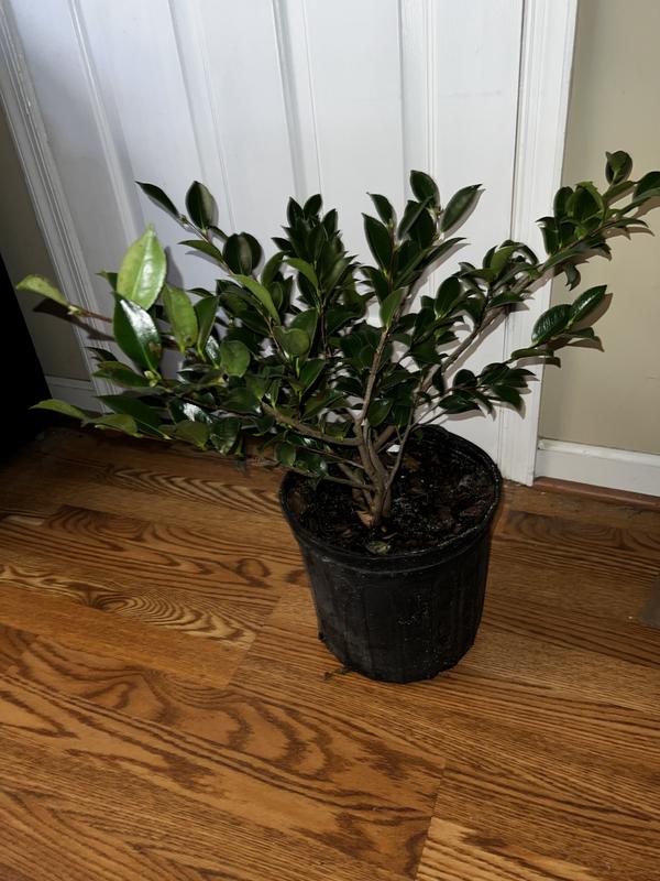 Perfect Plants Pink Shi-shi Gashira Camellia Flowering Shrub in 3 ...