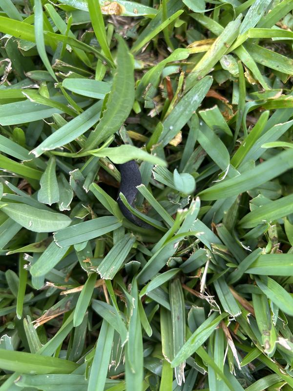 DURAGRASS Artificial grass 3-ft Artificial Grass in the Artificial ...