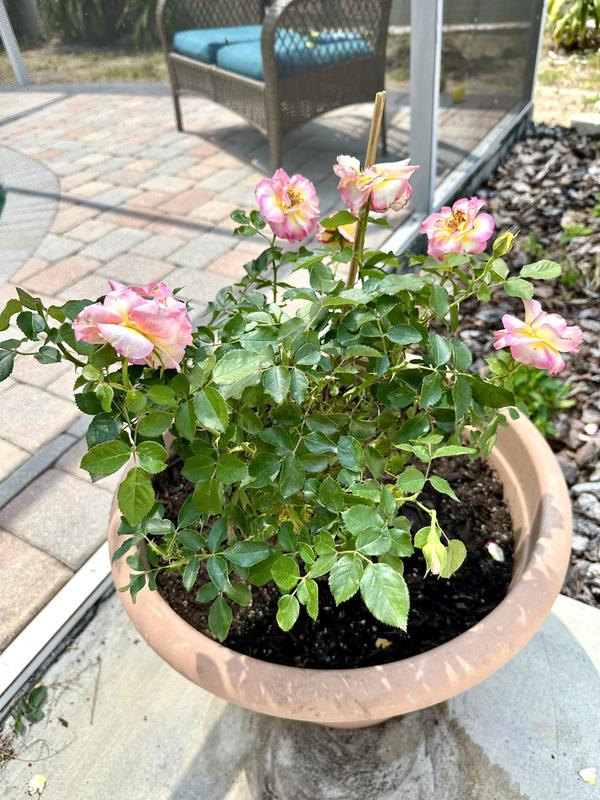 Altman Plants Multicolor True Bloom Sincerity Rose 8-Quart in Pot ...