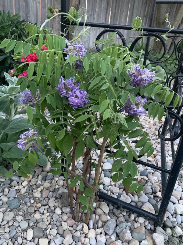 Lowe's Violet Wisteria Shrub in 1.5-Gallon Pot NURSERY at Lowes.com