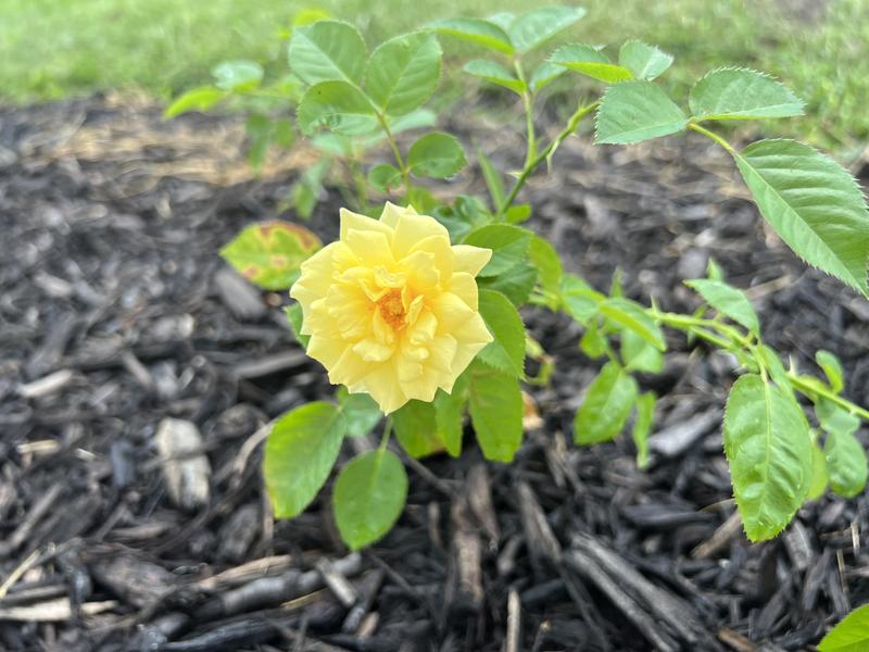 Spring Hill Nurseries Pink Freedom Shrub Rose 1 Pack in Pot 74908 at ...