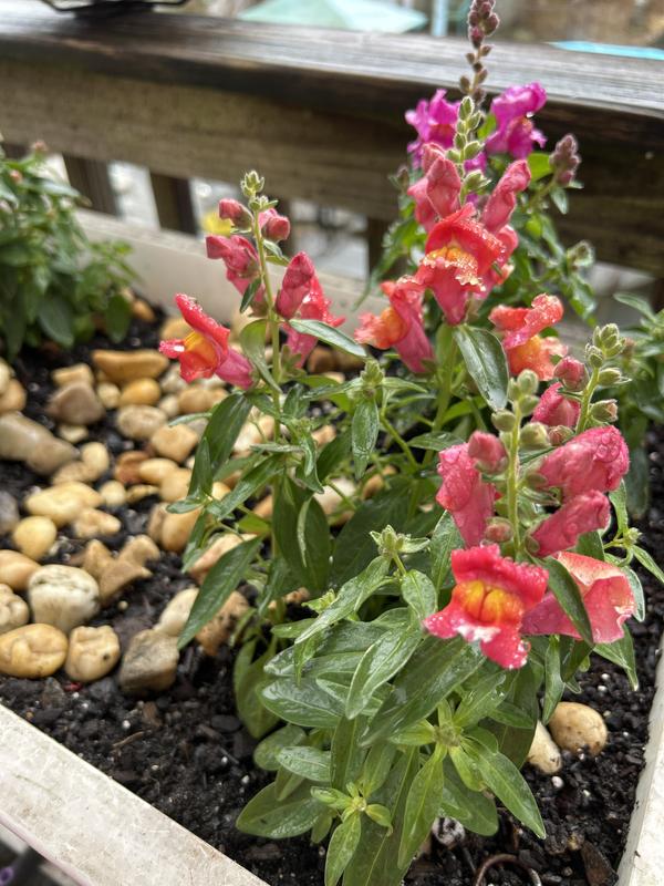 Lowe's Multicolor Snapdragon in 1 Pint Pot 1 -Pack in the Annuals ...