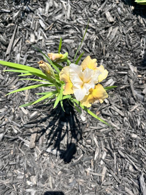 Breck's Multicolor Sugar Rush Siberian Iris Plant in 3-Pack Bareroot ...