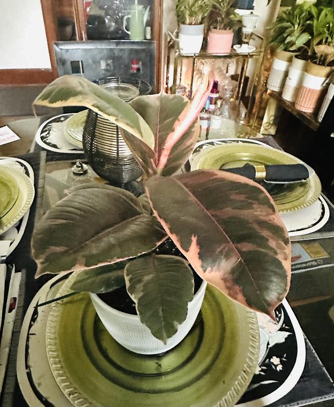 Altman Plants Ficus Ruby Rubber Tree House Plant in 6-in Pot 0873091 at ...