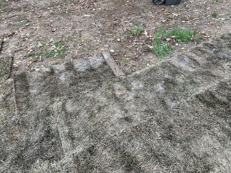 Harmony Outdoor Brands 500-sq ft Natural Zoysia Sod Pallet ZOYS500DCOM ...