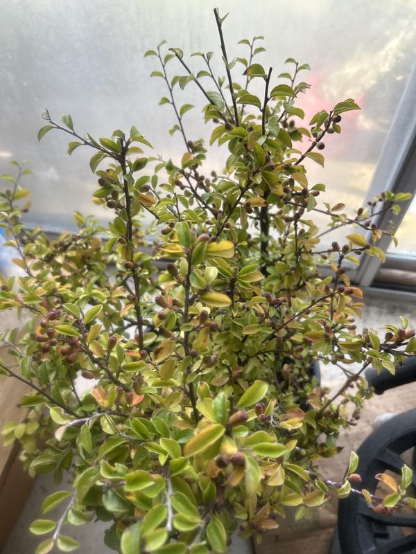 First Editions Pink Autumn Inferno Cotoneaster Accent Shrub in 2-Gallon ...