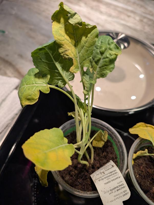 Bonnie Plants Lieutenant Broccoli Pot Plant 201998 at Lowes.com