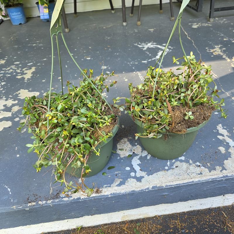Metrolina Greenhouses Red Portulaca in 1.5-Gallon Hanging Basket 4779 ...