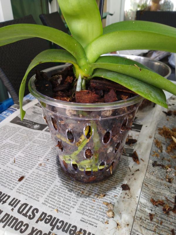 allen + roth 5.08-in W Small Clear Resin Contemporary/Modern Indoor ...