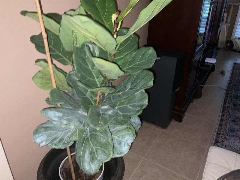 Costa Farms Bambino Fiddle Leaf Fig Ficus Lyrata House Plant in 6-in ...