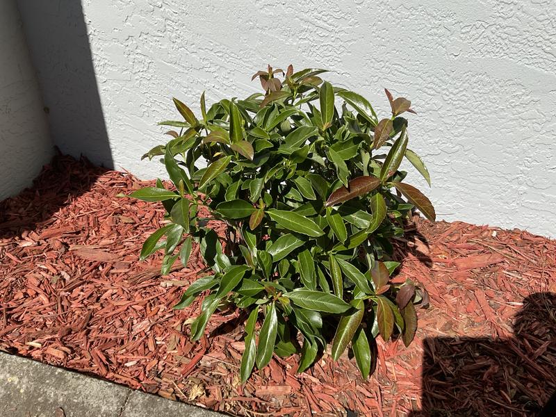 Southern Living Plant Collection 3 -Gallon Coppertop Sweet Viburnum ...