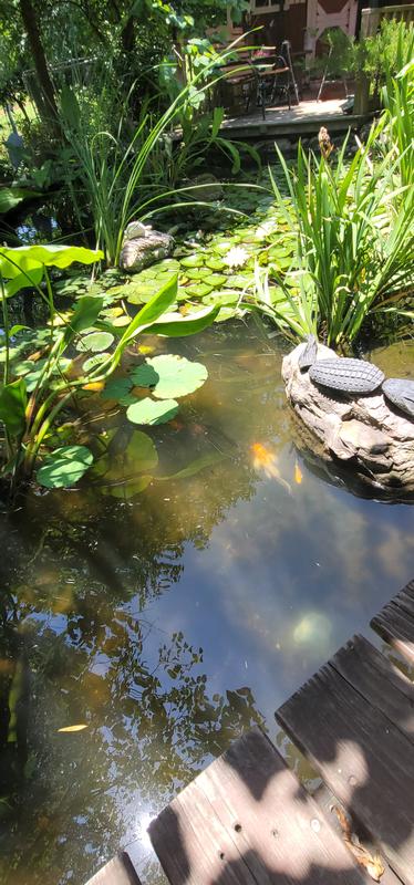 pond boss The Block Pond Tabs Bacteria 5 Pound(s) in the Pond Cleaners ...