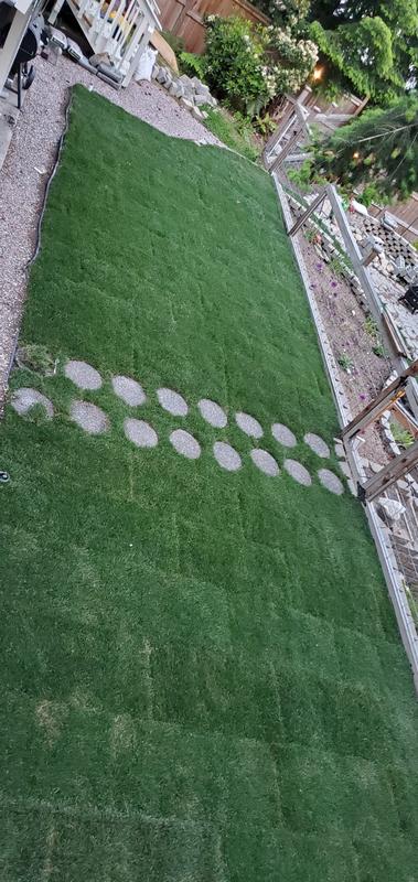 Harmony Outdoor Brands 500-sq ft Natural Ryegrass Sod Pallet ...