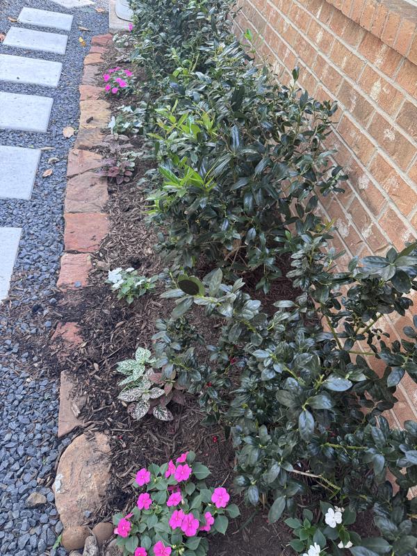 Lowe's 2.25 -Gallon Burford Dward Holly in the Shrubs department at ...