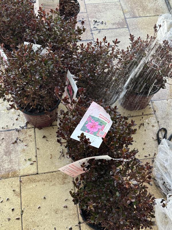 Encore Azalea Autumn Empress Azalea Flowering Shrub in 3 -Gallon Pot 1 ...