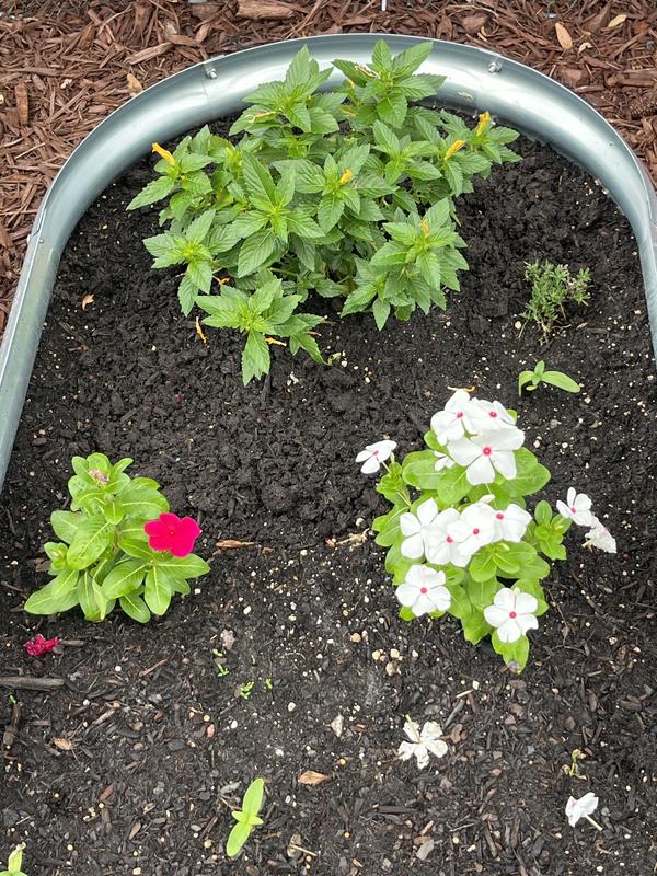 Lowe's Multicolor Cora Vinca in 6 -Pack Tray in the Annuals department ...