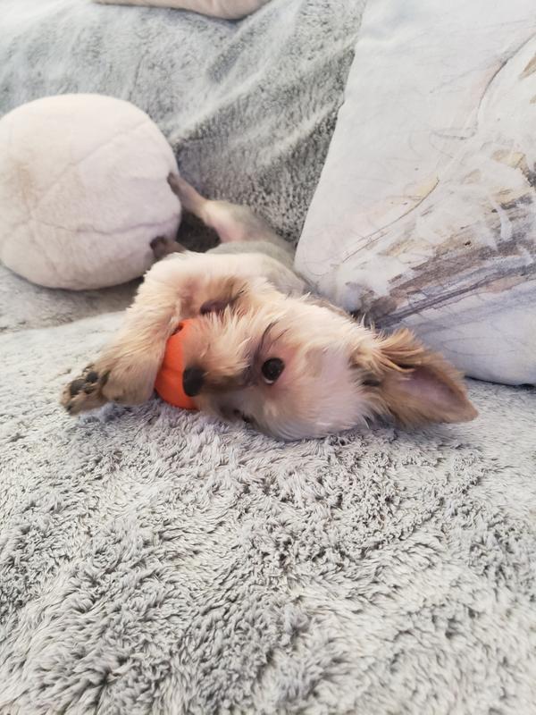 DreamBone CollaYUMS No-rawhide chews for Dog Chicken Peanut Butter ...