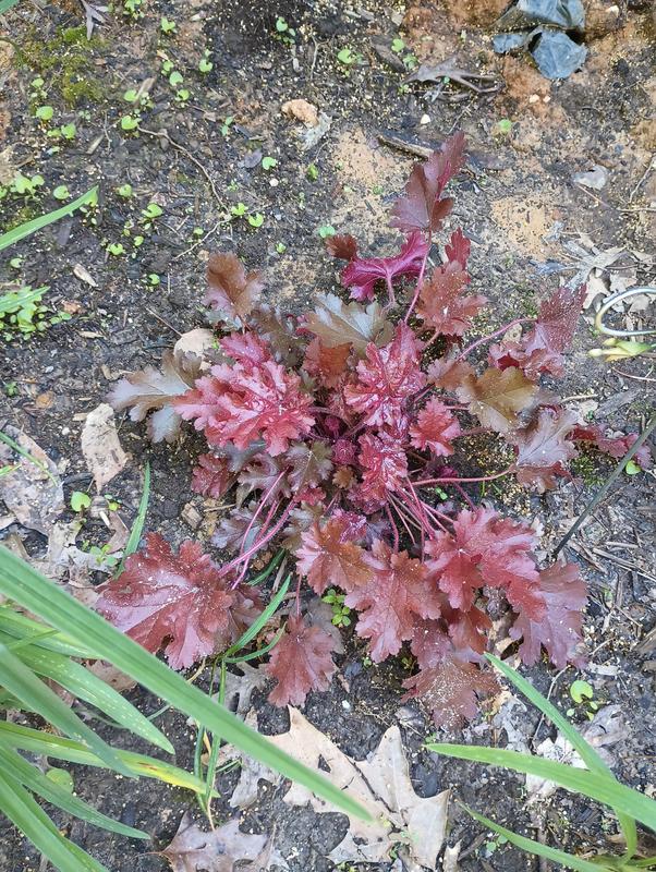 Lowe's 2 -Quart Coral Bells 1 -Pack in the Perennials department at ...