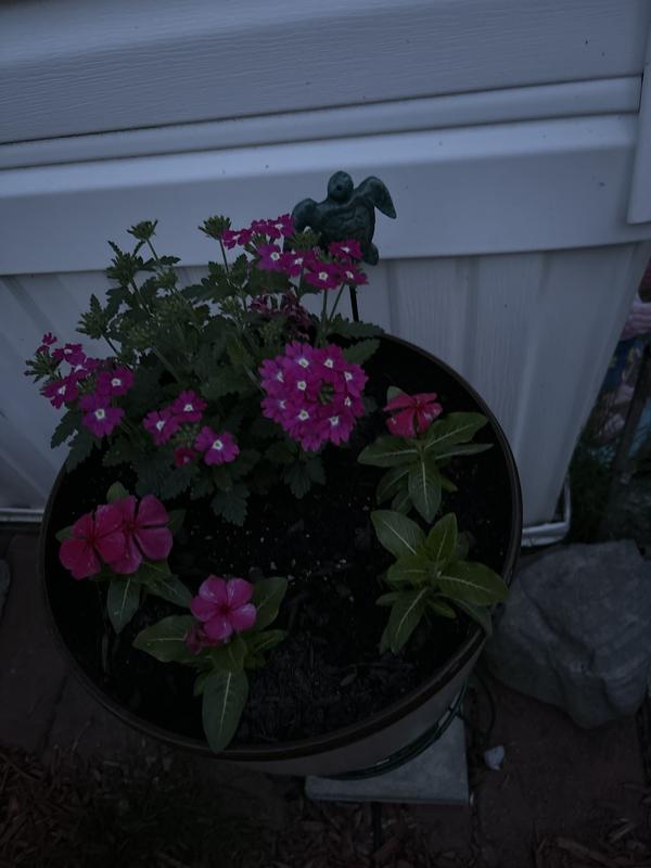 Lowe's 1.5 Pint Pink Verbena 1 -Pack - Low Maintenance in the Annuals ...