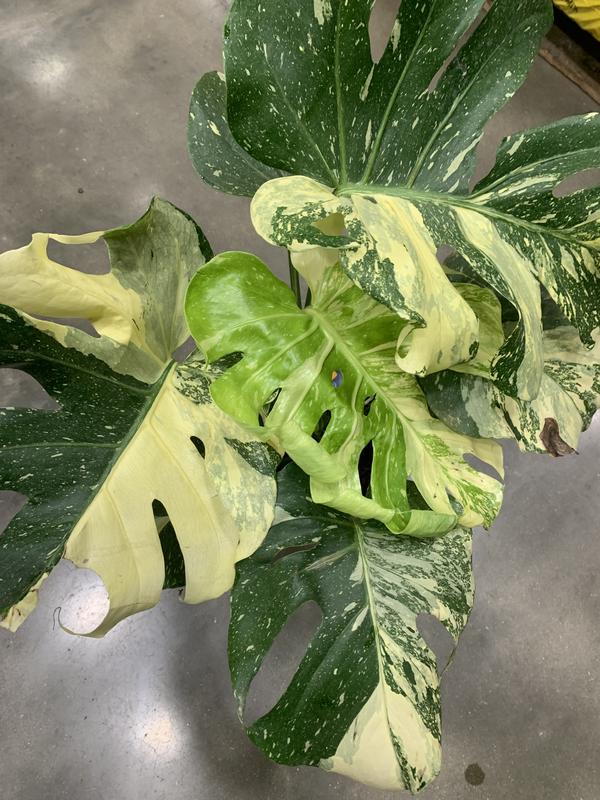 Costa Farms Trending Tropicals Monstera House plant in 1.72 Gallon(s ...