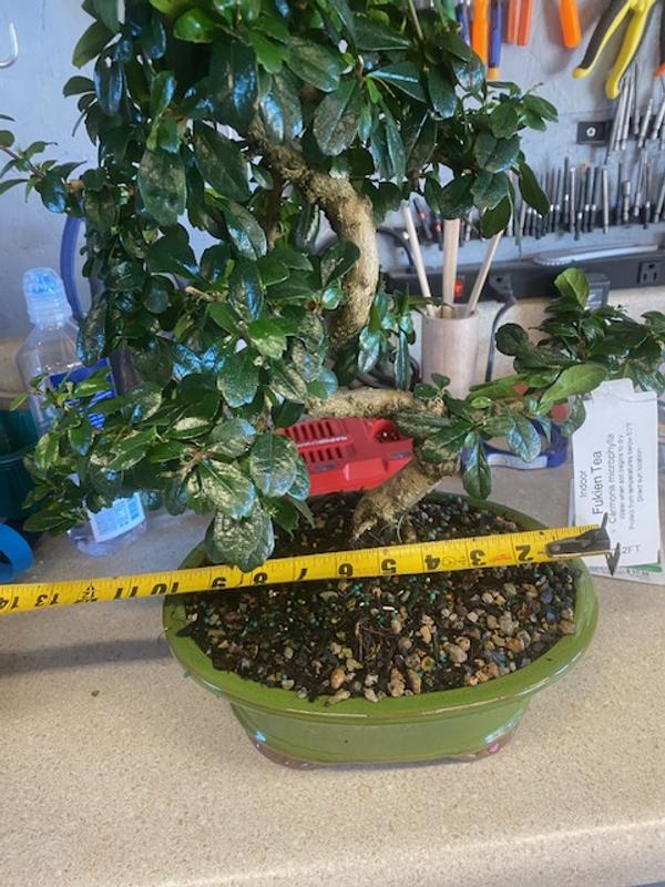 Brussel's Bonsai 12-in White Feature Fukien Tea In Pot (With Soil ...