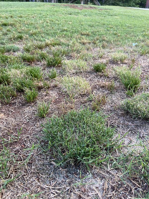 Bethel Farms SodPods Bermuda Grass Plugs (64-Count Trays), Natural ...