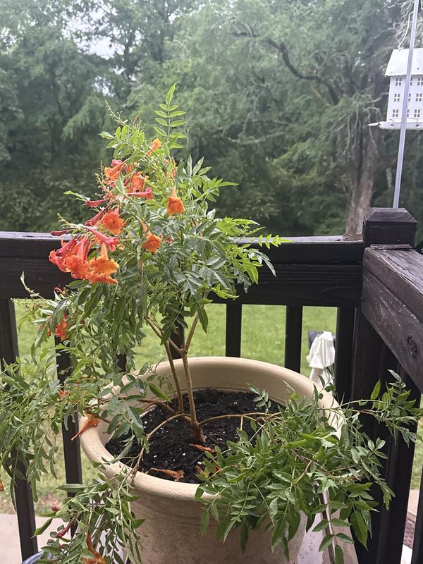 Proven Winners Orange Chicklet Orange Esperanza (Tecoma) Flowering ...