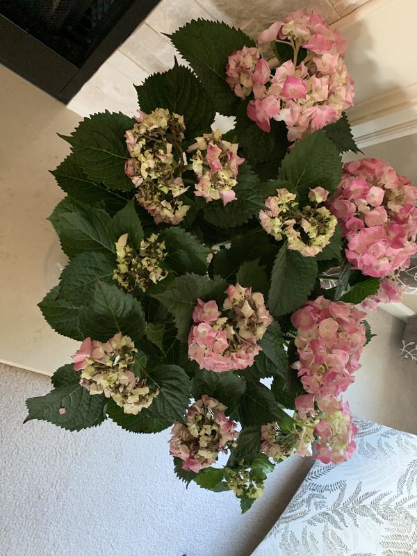 Metrolina Greenhouses Pink Hydrangea in 1.75-Gallon Planter 4798 at ...