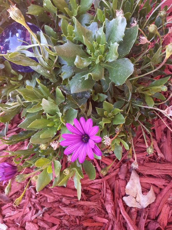 Lowe's Multicolor African Daisy in 1.56-Pint Pot NURSERY at Lowes.com