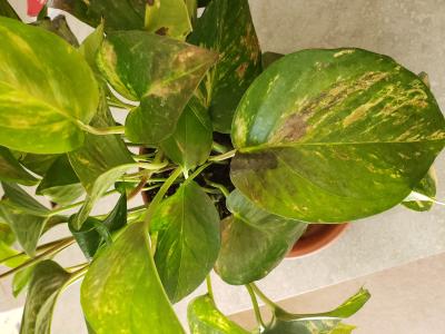 Lowe's Pothos in 1.25-Quart Hanging Basket NURSERY at Lowes.com