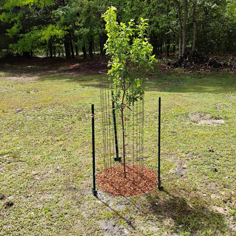 Southern Planters 5 -Gallon Fruit Santa Rosa Plum In pot (with soil) in ...