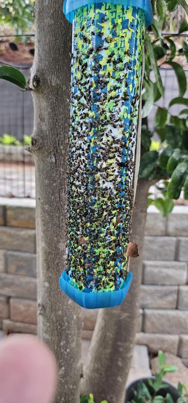 RESCUE! TrapStick for Flies Indoor Insect Trap 1TSF at Lowes.com