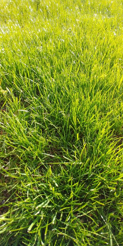Scotts Turf Builder Pacific Northwest Mix 16-lb Mixture/Blend Grass ...