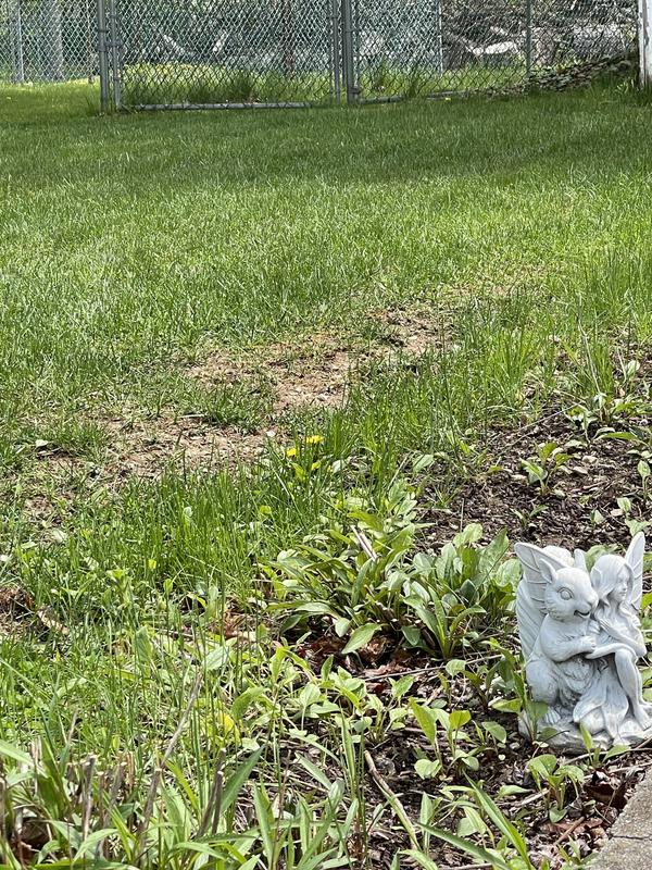 Sta-Green Fast-Acting Lime 5M Organic Lime pH balancer in the Soil ...