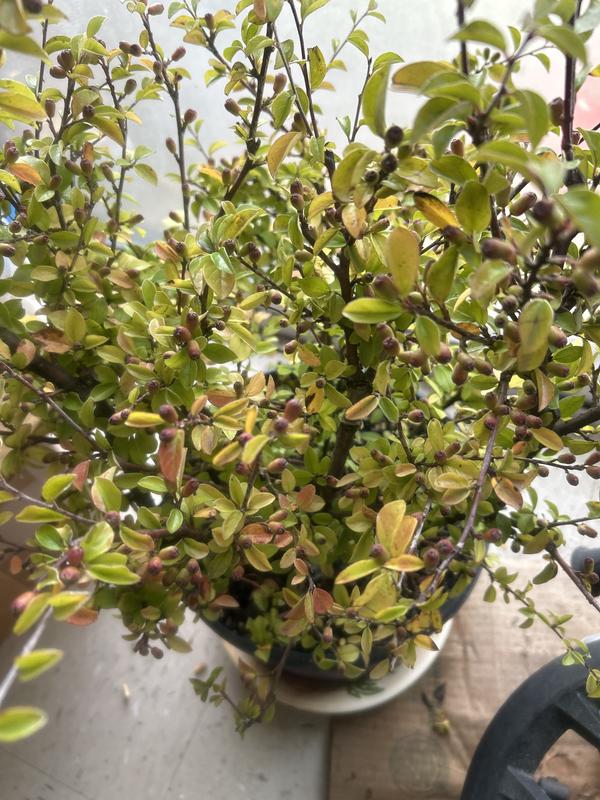 First Editions Pink Autumn Inferno Cotoneaster Accent Shrub in 2-Gallon ...