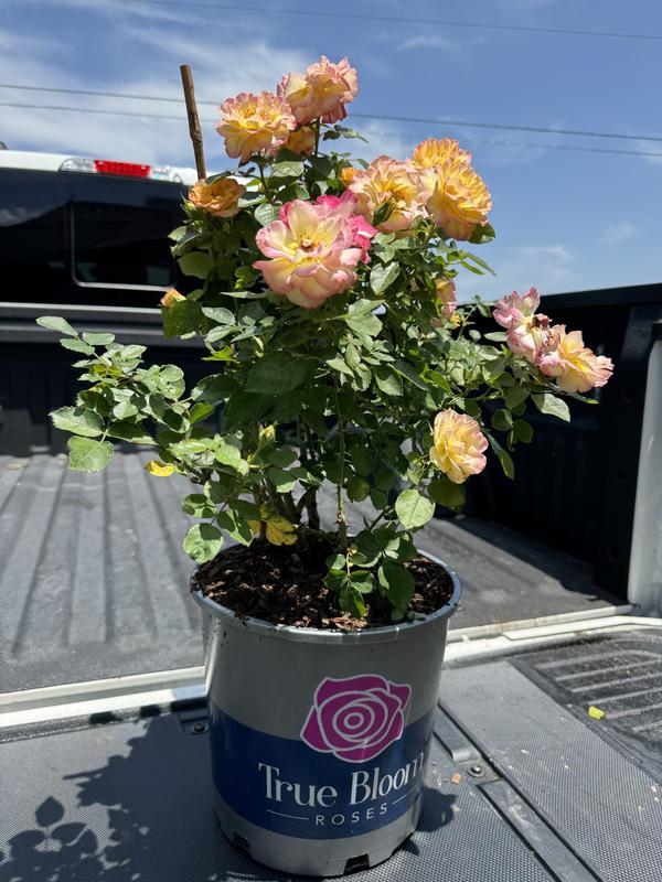 Altman Plants Multicolor True Bloom Sincerity Rose 8-Quart in Pot ...